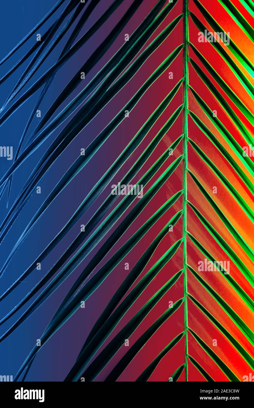 Macro of big green tropical palm leaf with gradient from coral to blue ...