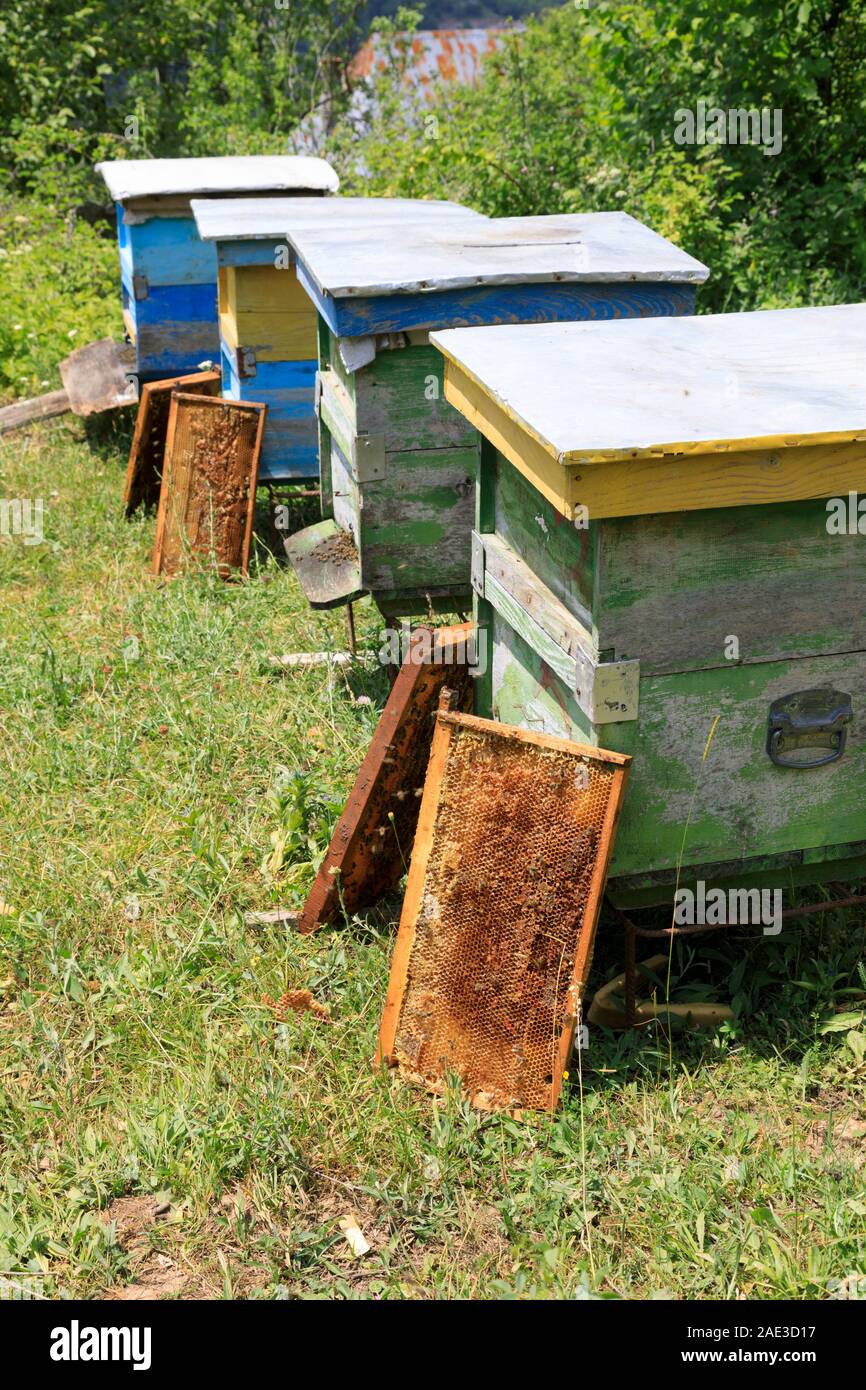 Apiary with honeycomb Stock Photo - Alamy