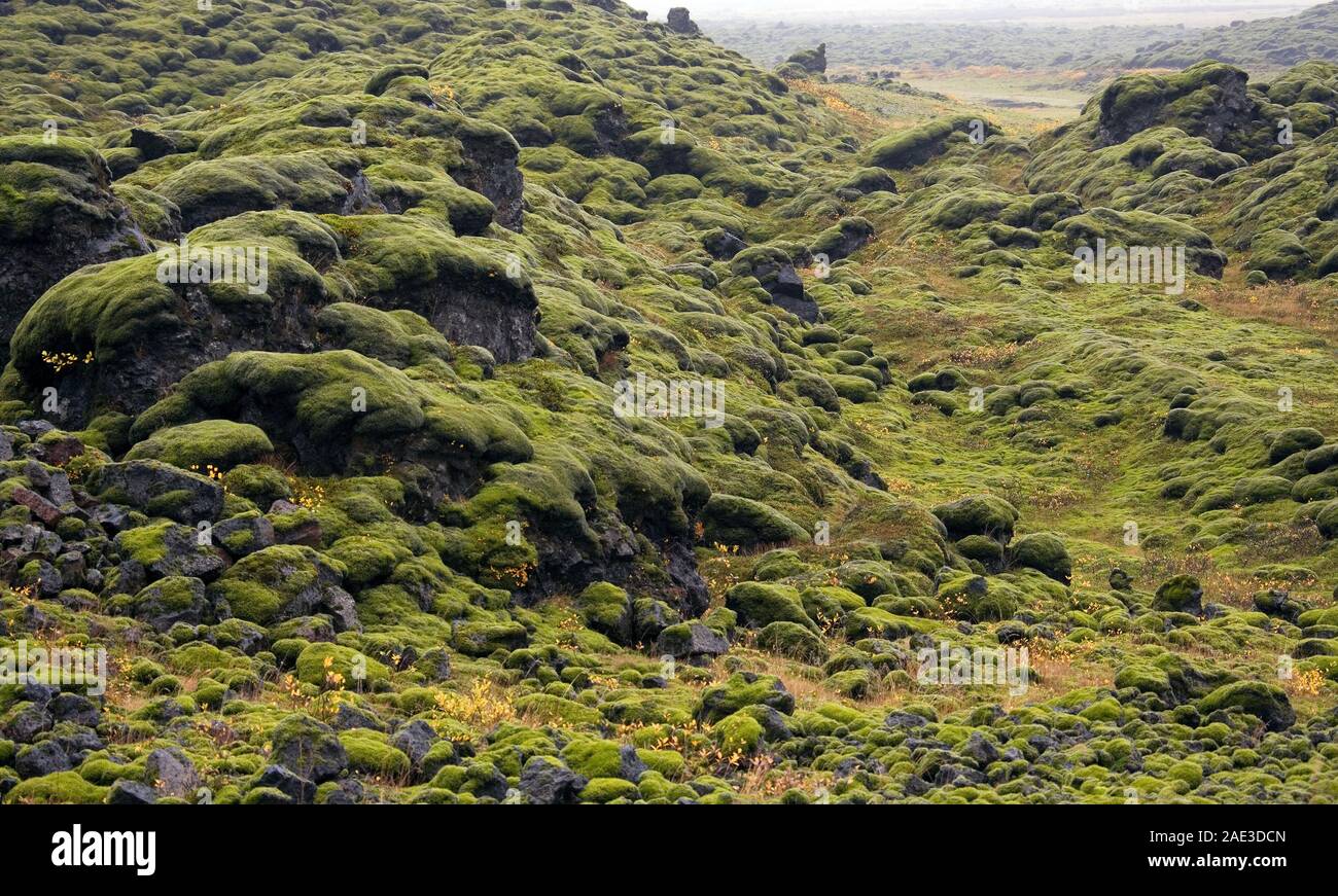 Moss covered lava from a centuries old volcanic eruption on the ...
