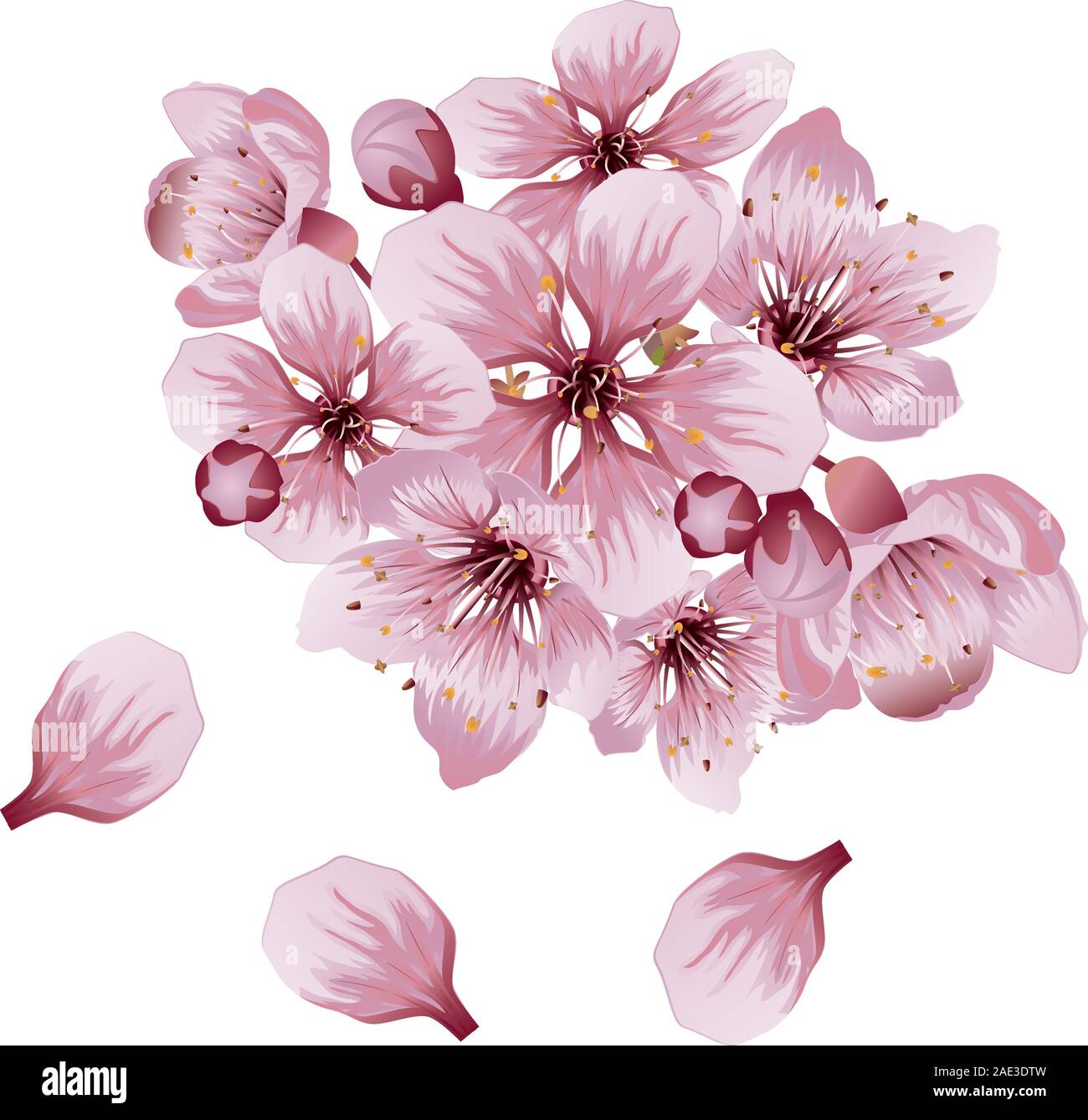 Japanese sakura flowers close Stock Vector Images - Alamy