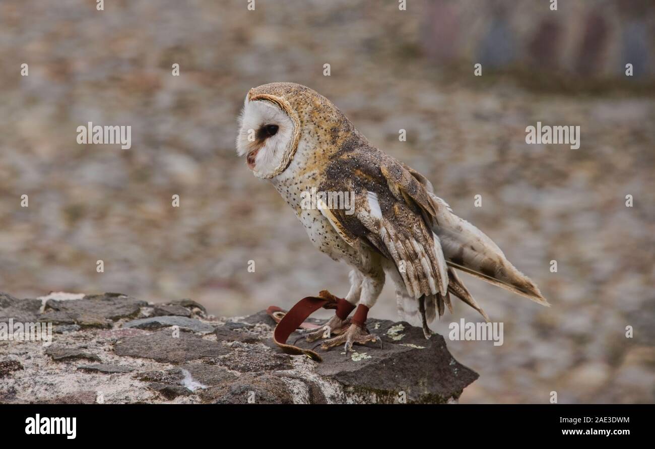 Barn owl (Tyto alba), Parque Condor, Otavalo, Ecuador Stock Photo - Alamy