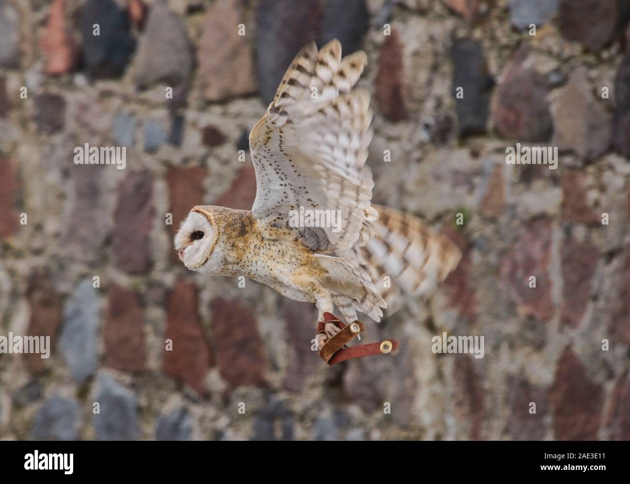 Barn owl (Tyto alba), Parque Condor, Otavalo, Ecuador Stock Photo - Alamy
