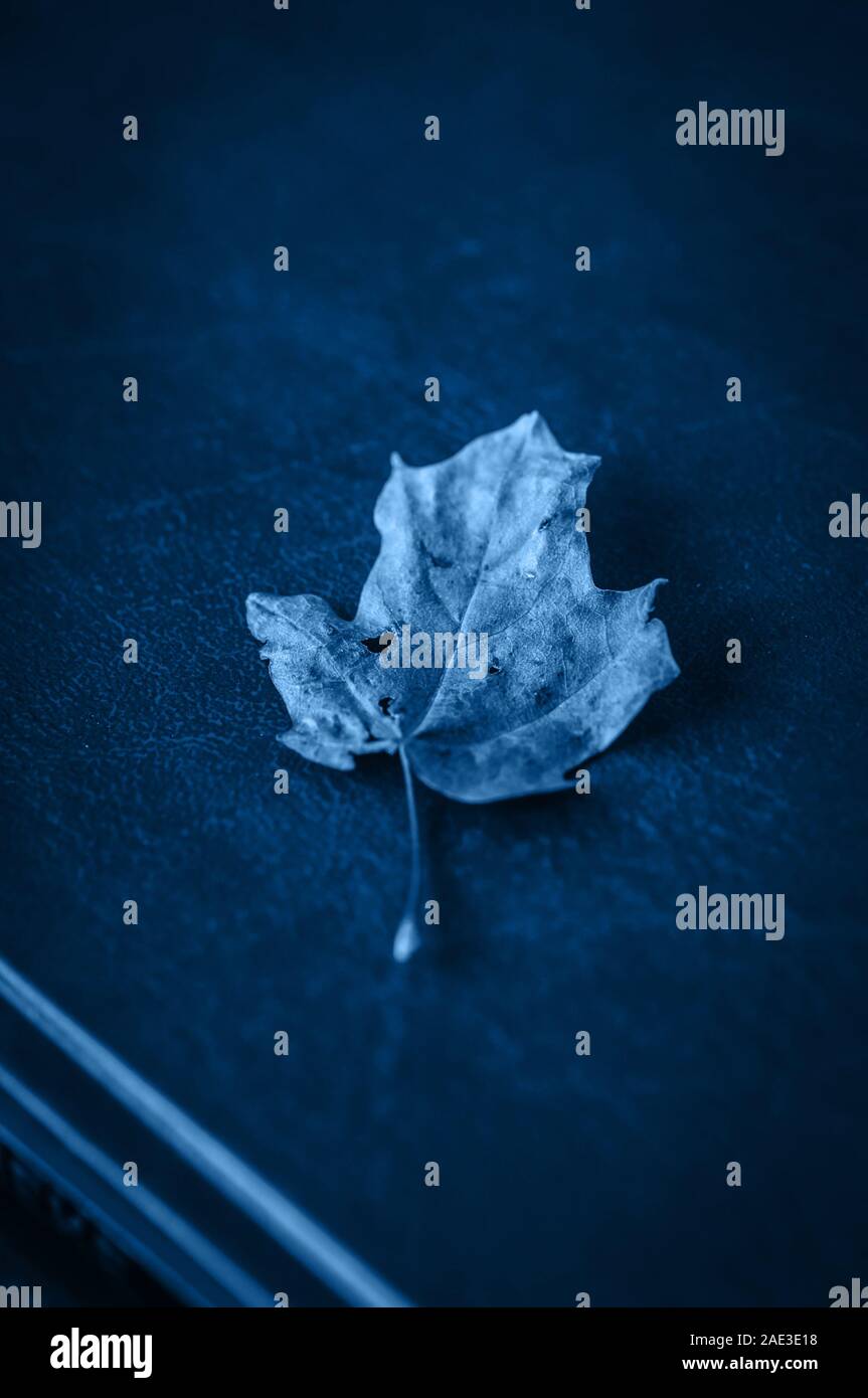 Maple page hi-res stock photography and images - Alamy