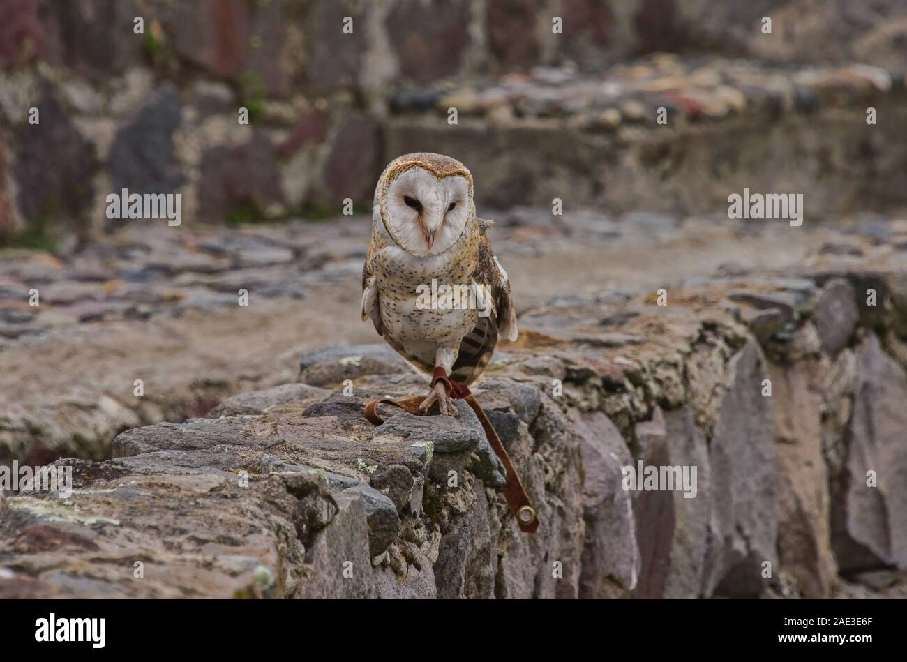 Barn owl (Tyto alba), Parque Condor, Otavalo, Ecuador Stock Photo - Alamy
