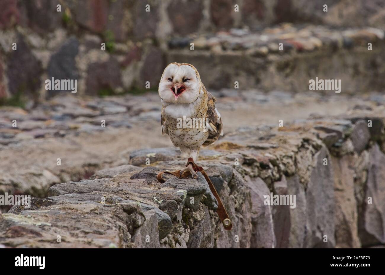 Owl parque condor hi-res stock photography and images - Alamy