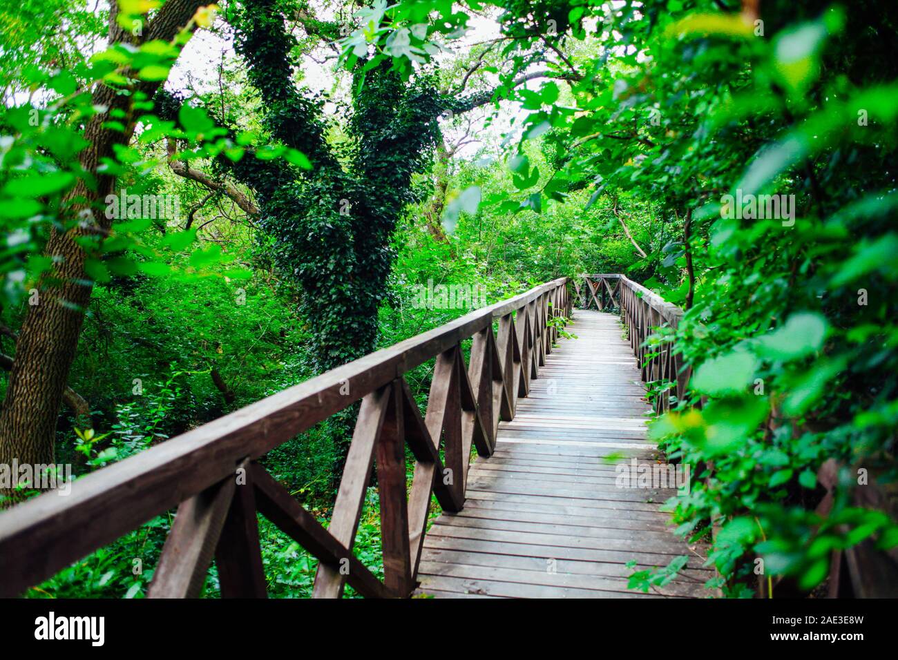 wooden bridge road in a rainforest landscape Stock Photo - Alamy
