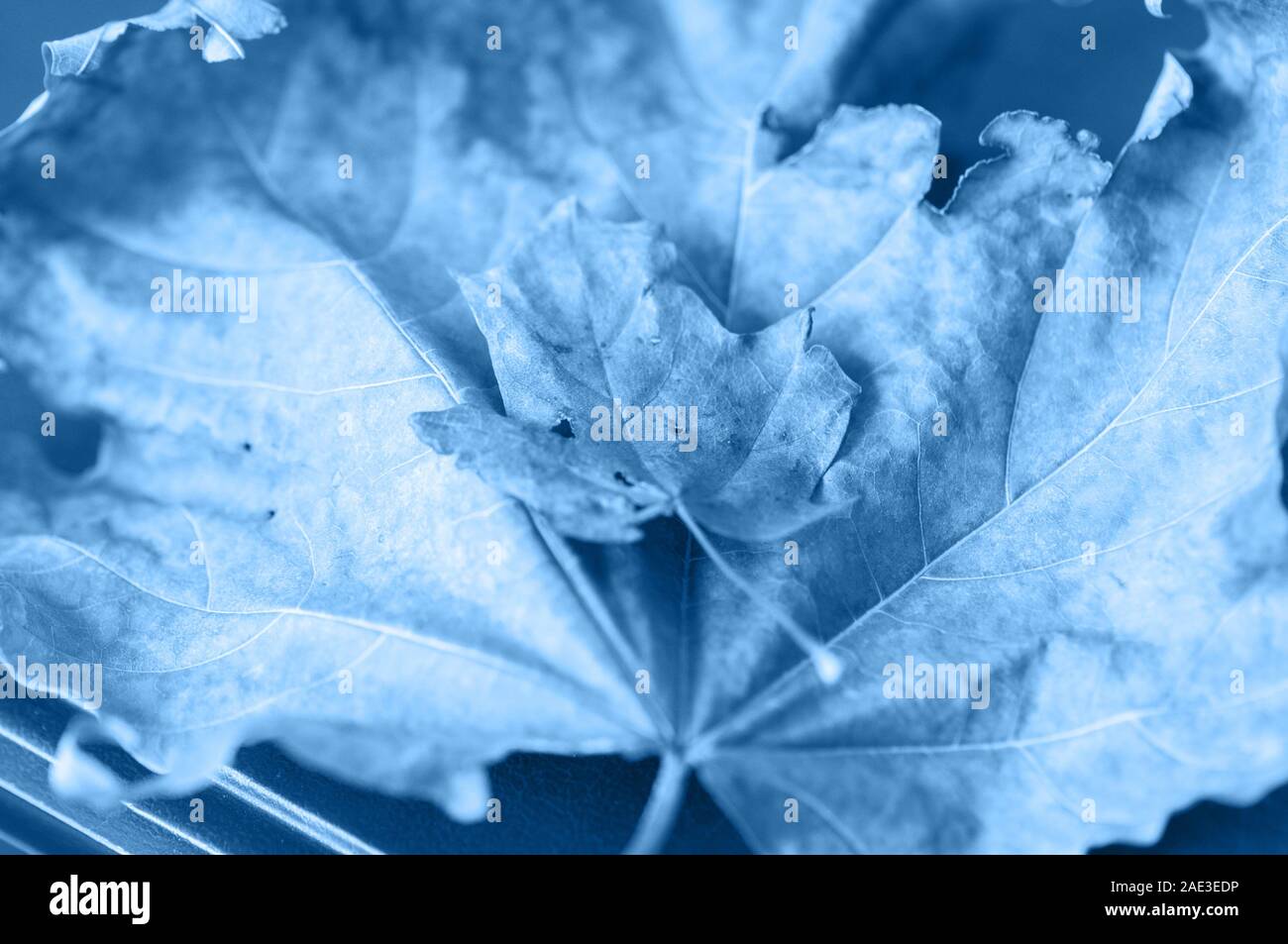 Blue maple leaf hi-res stock photography and images - Alamy