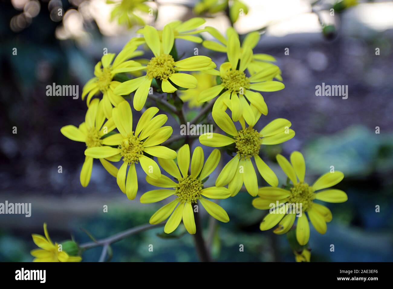 Leopard plant hi-res stock photography and images - Alamy