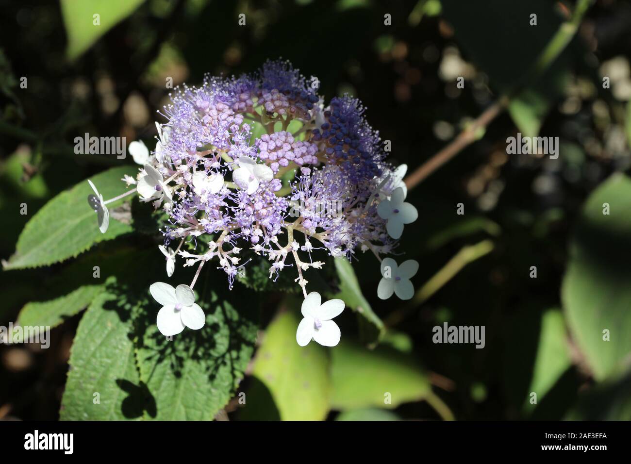 Blue bunny hydrangea hi-res stock photography and images - Alamy