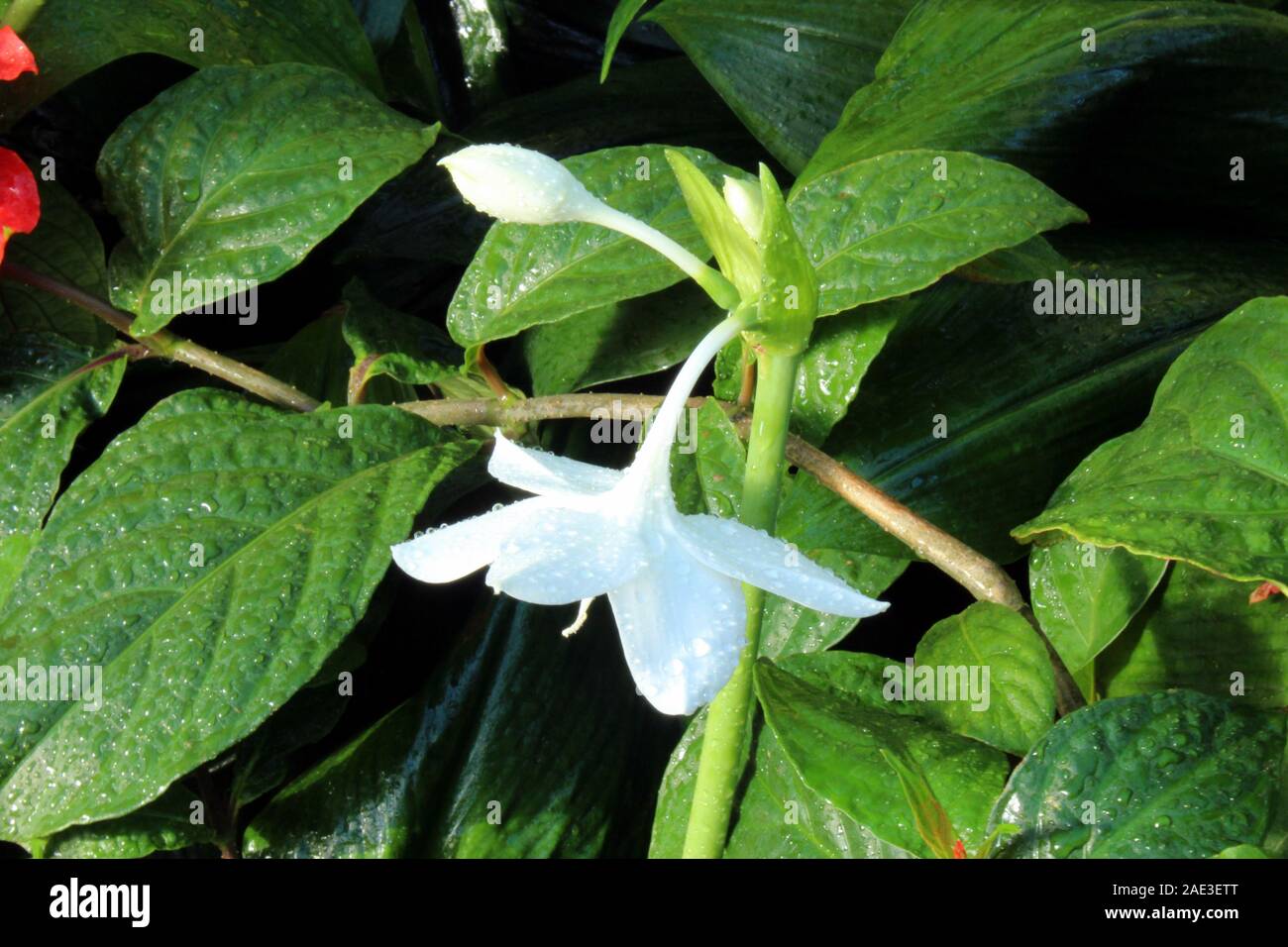 Amazon Lily Eucharis Amazonica High Resolution Stock Photography and ...