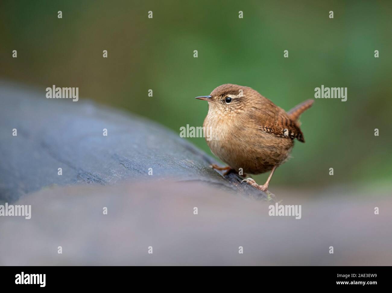 Troglodytes troglodytes troglodytidae hi-res stock photography and ...