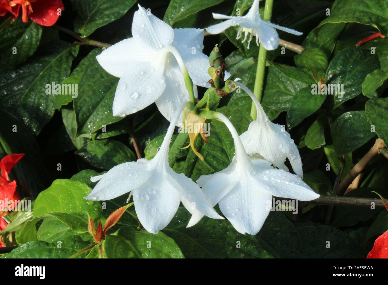 Lily eucharis amazonica hi-res stock photography and images - Alamy