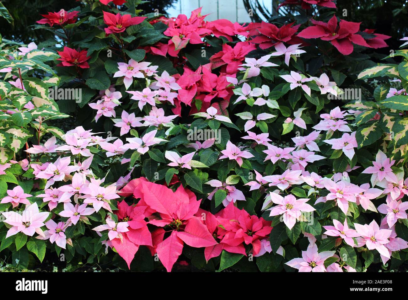Princettia red hi-res stock photography and images - Alamy