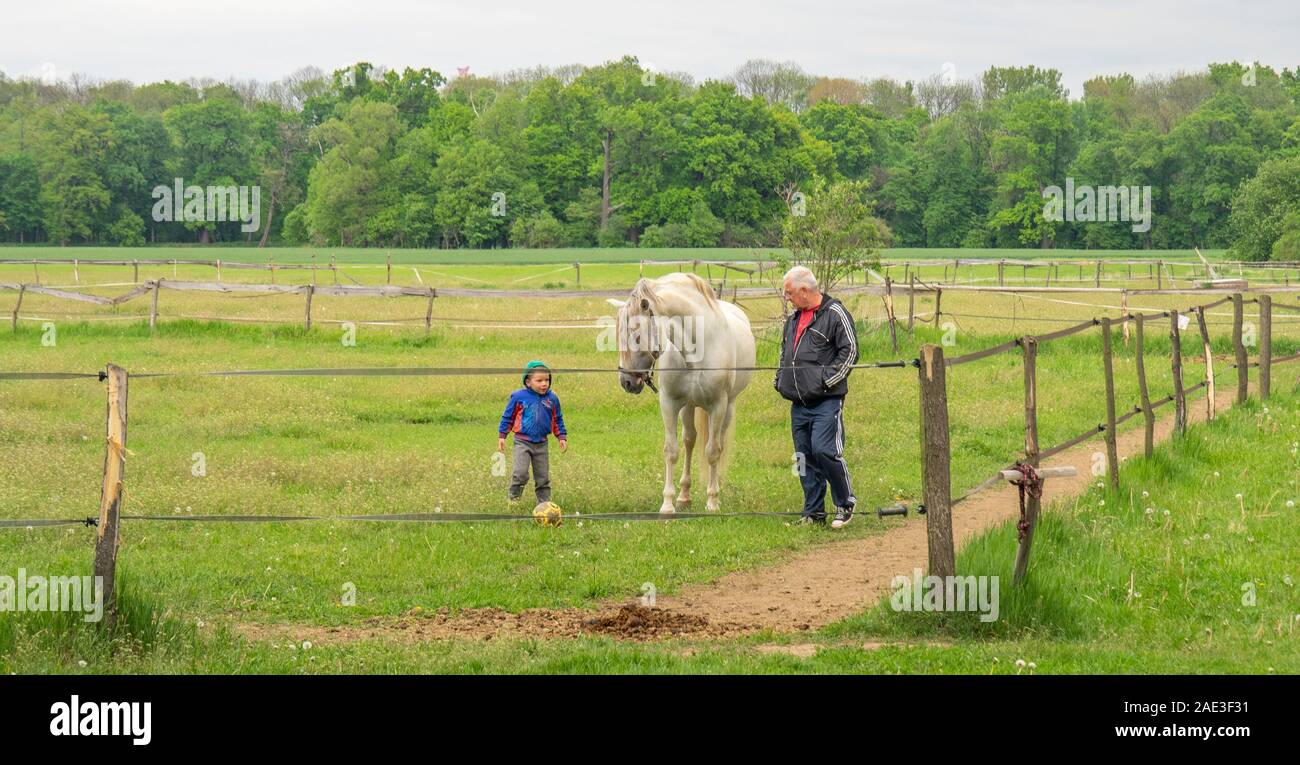 Man standing next horse hi-res stock photography and images - Alamy