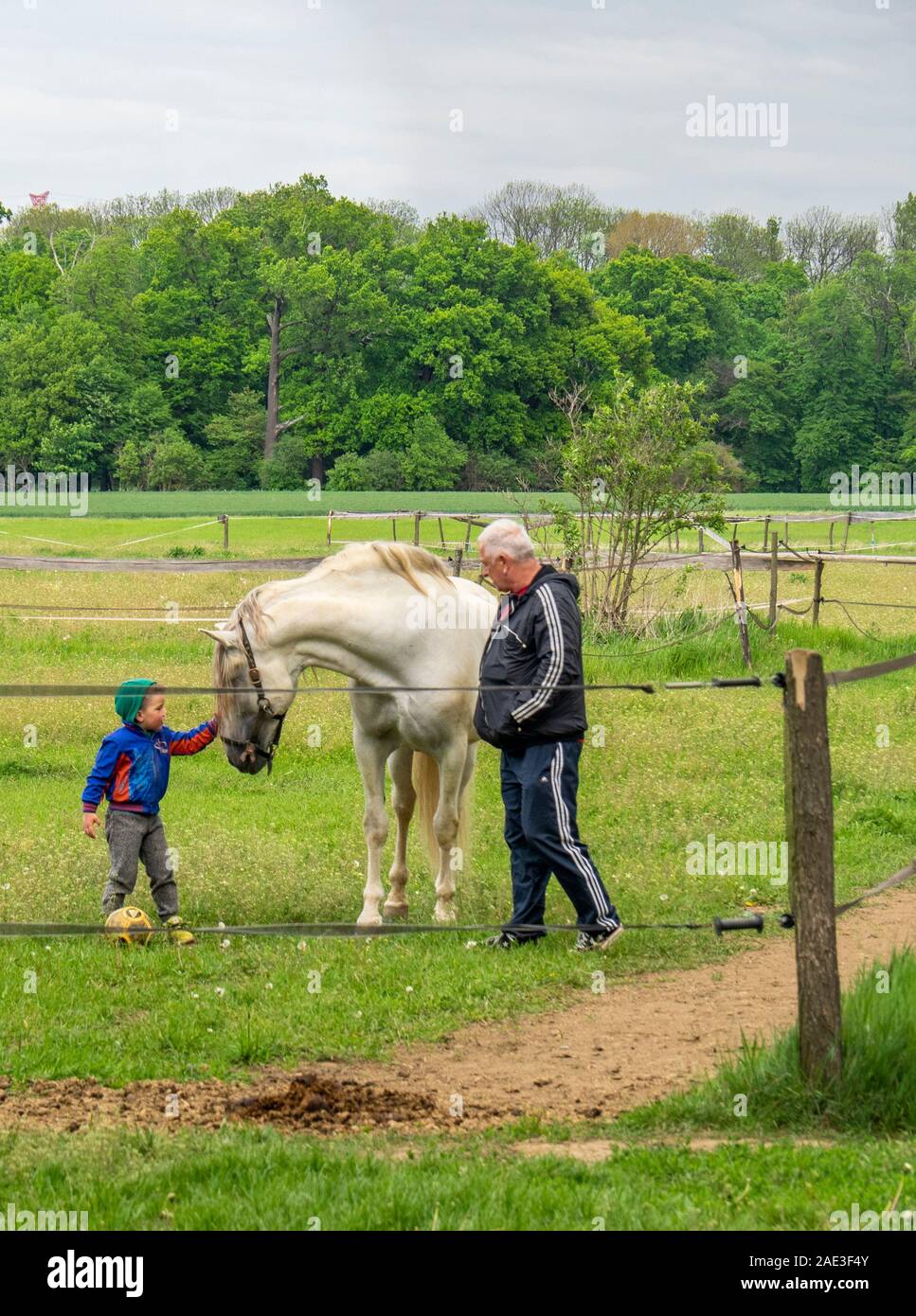 Man standing next horse hi-res stock photography and images - Alamy