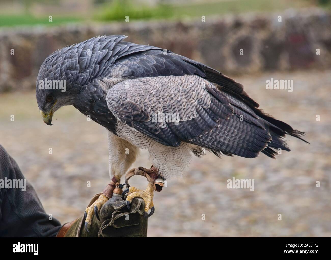 Black-chested buzzard eagle (Geranoaetus melanoleucus), Parque Condor ...