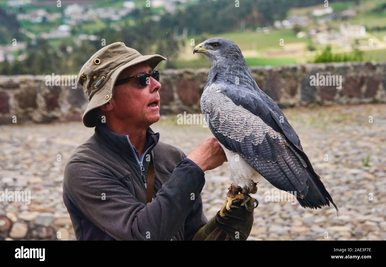 Black-chested buzzard eagle (Geranoaetus melanoleucus), Parque Condor ...