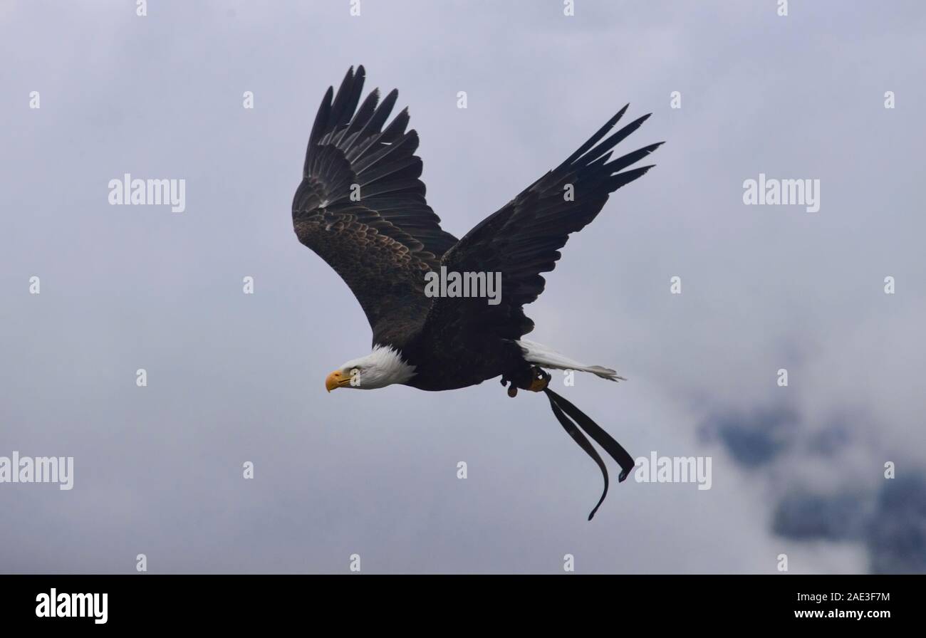 Bald eagle (Haliaeetus leucocephalus), Parque Condor, Otavalo, Ecuador ...