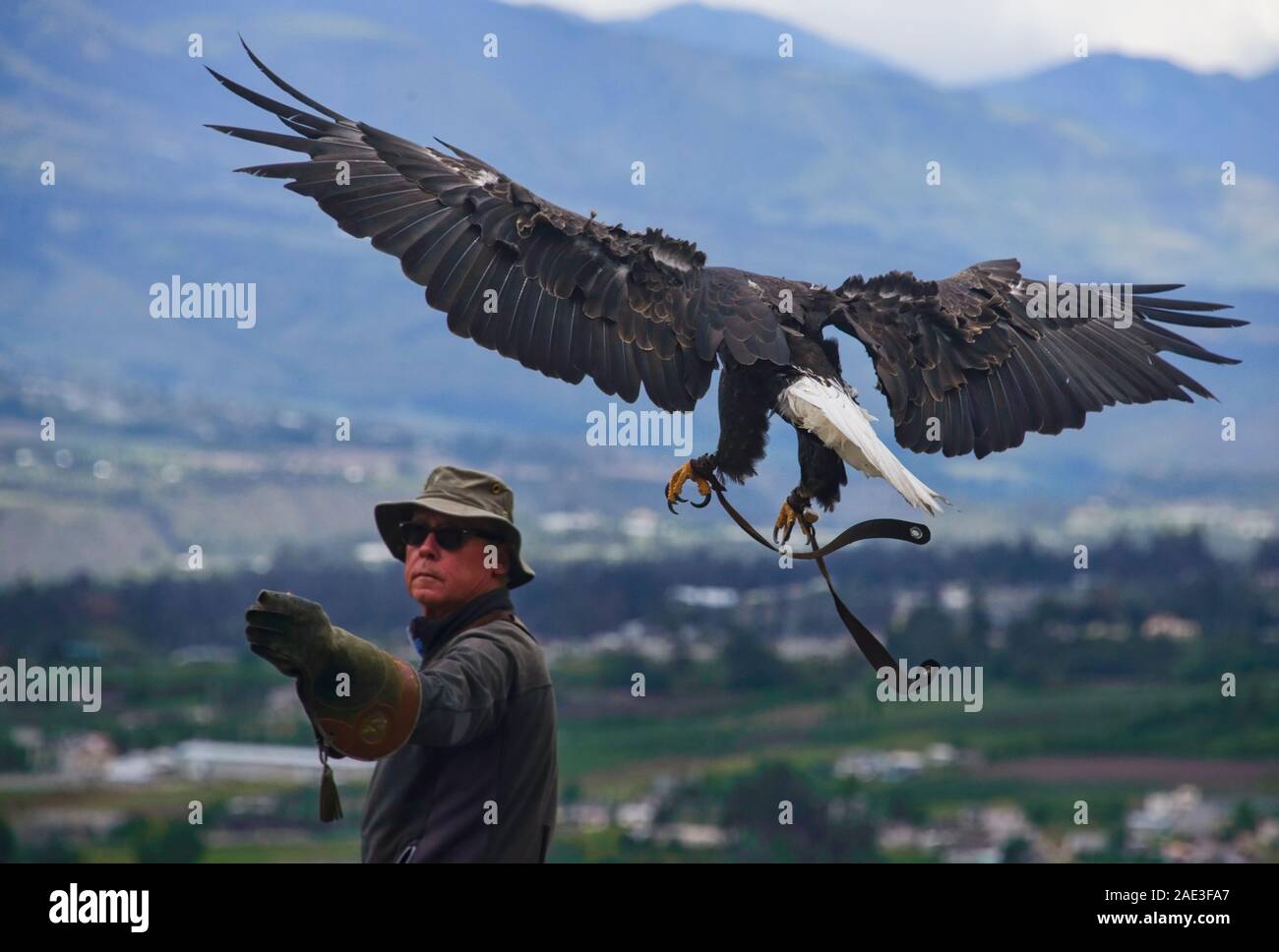 Bald eagle (Haliaeetus leucocephalus), Parque Condor, Otavalo, Ecuador ...
