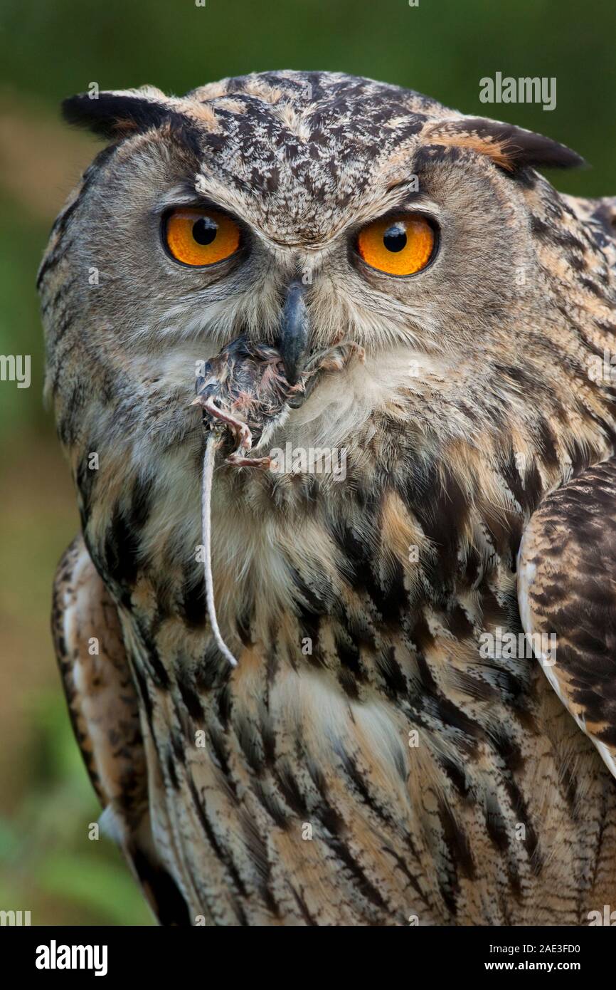 Eagle with mouse hi-res stock photography and images - Alamy