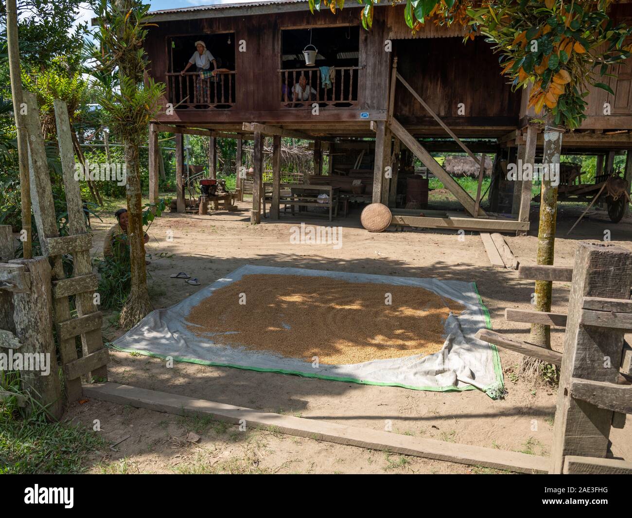 Grain dries in the front yard of a traditional Burmese rural village ...