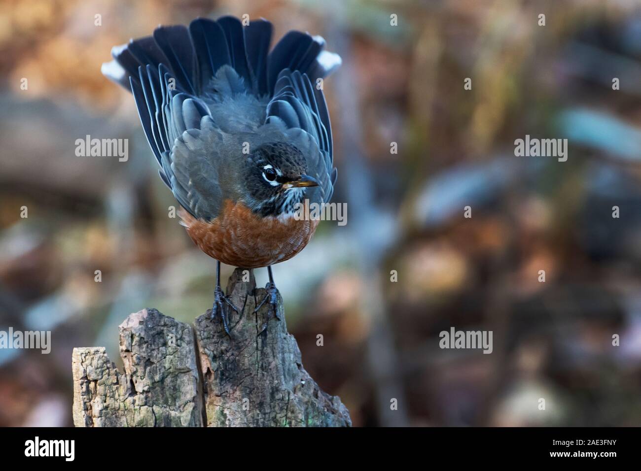 American robin portrait hi-res stock photography and images - Alamy