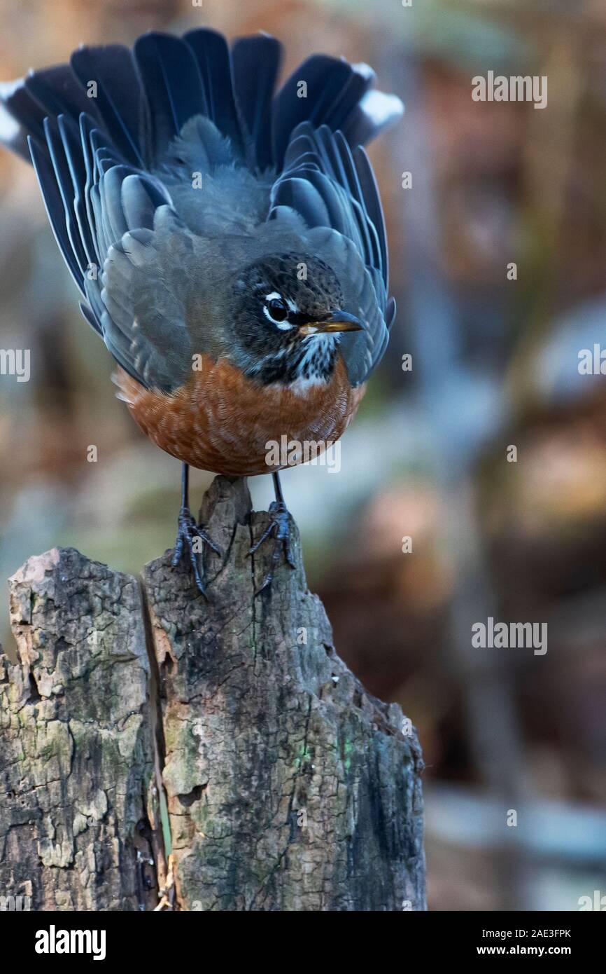 American robin portrait hi-res stock photography and images - Alamy