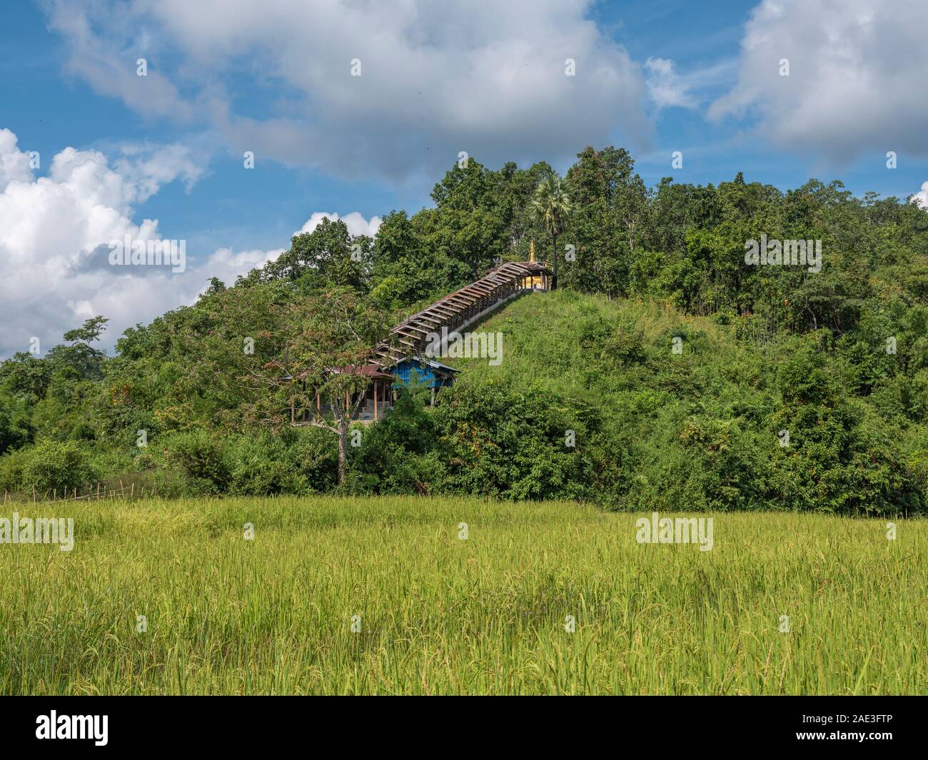Myanmar rice field hi-res stock photography and images - Alamy