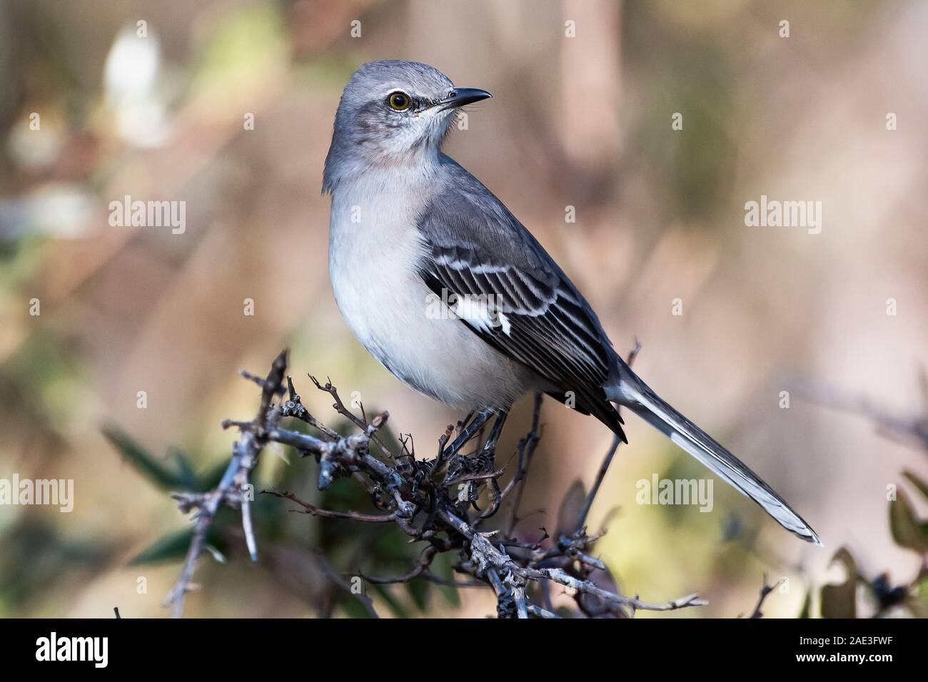 Common backyard bird hi-res stock photography and images - Alamy