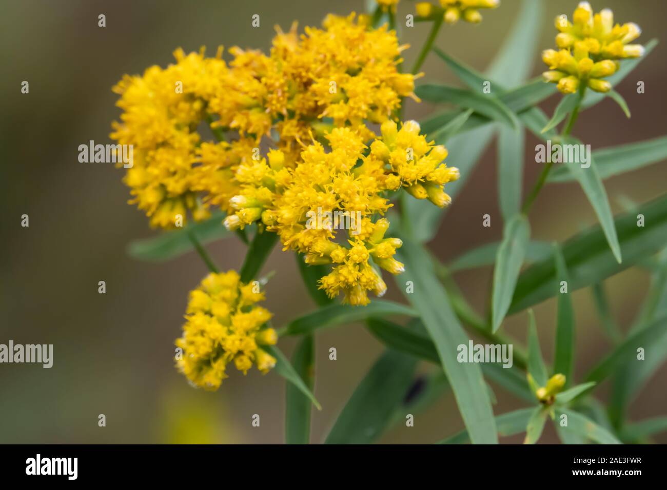 Grass leaved goldenrod hi-res stock photography and images - Alamy