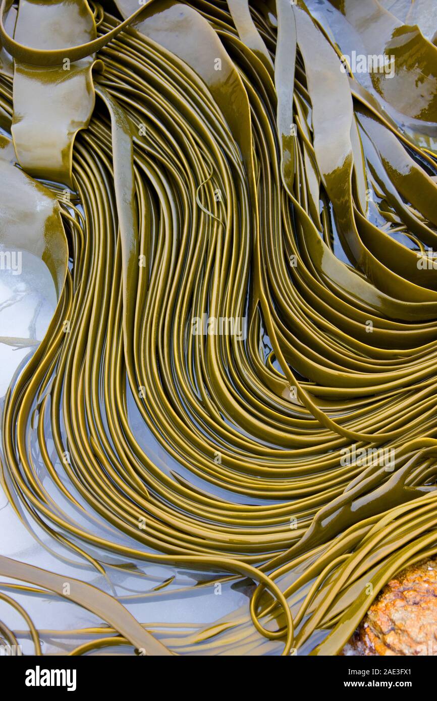 Strands of Kelp in a tide pool on a beach in the Falkland Islands. Kelp ...
