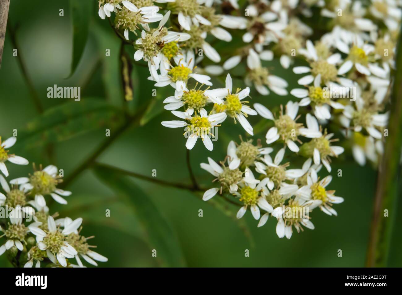 Flat Topped White Aster Flowers in Bloom Stock Photo - Alamy