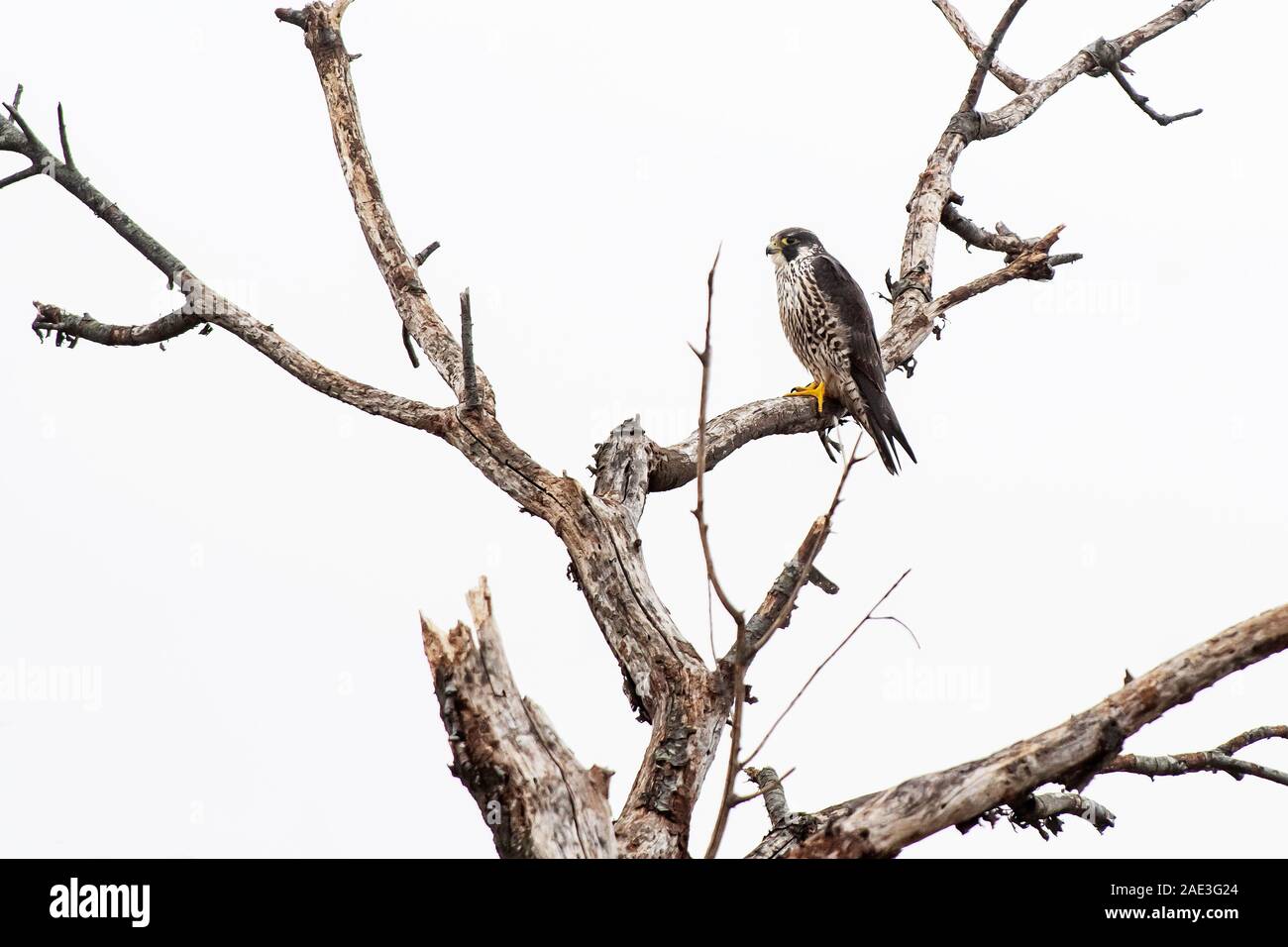 Peregrine falcon in tree hi-res stock photography and images - Alamy