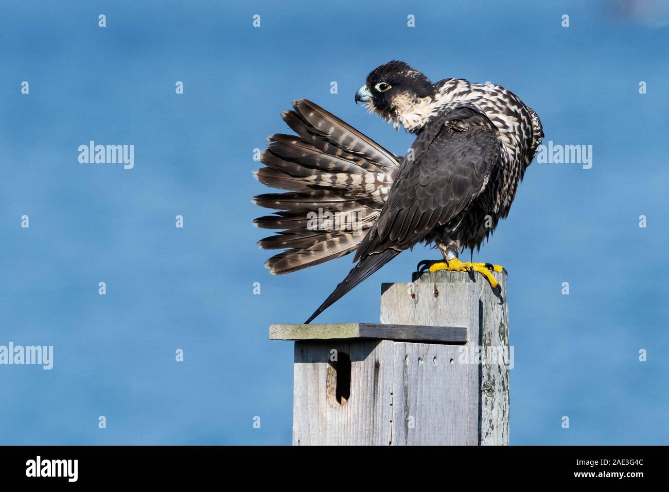Falcon feathers hi-res stock photography and images - Alamy