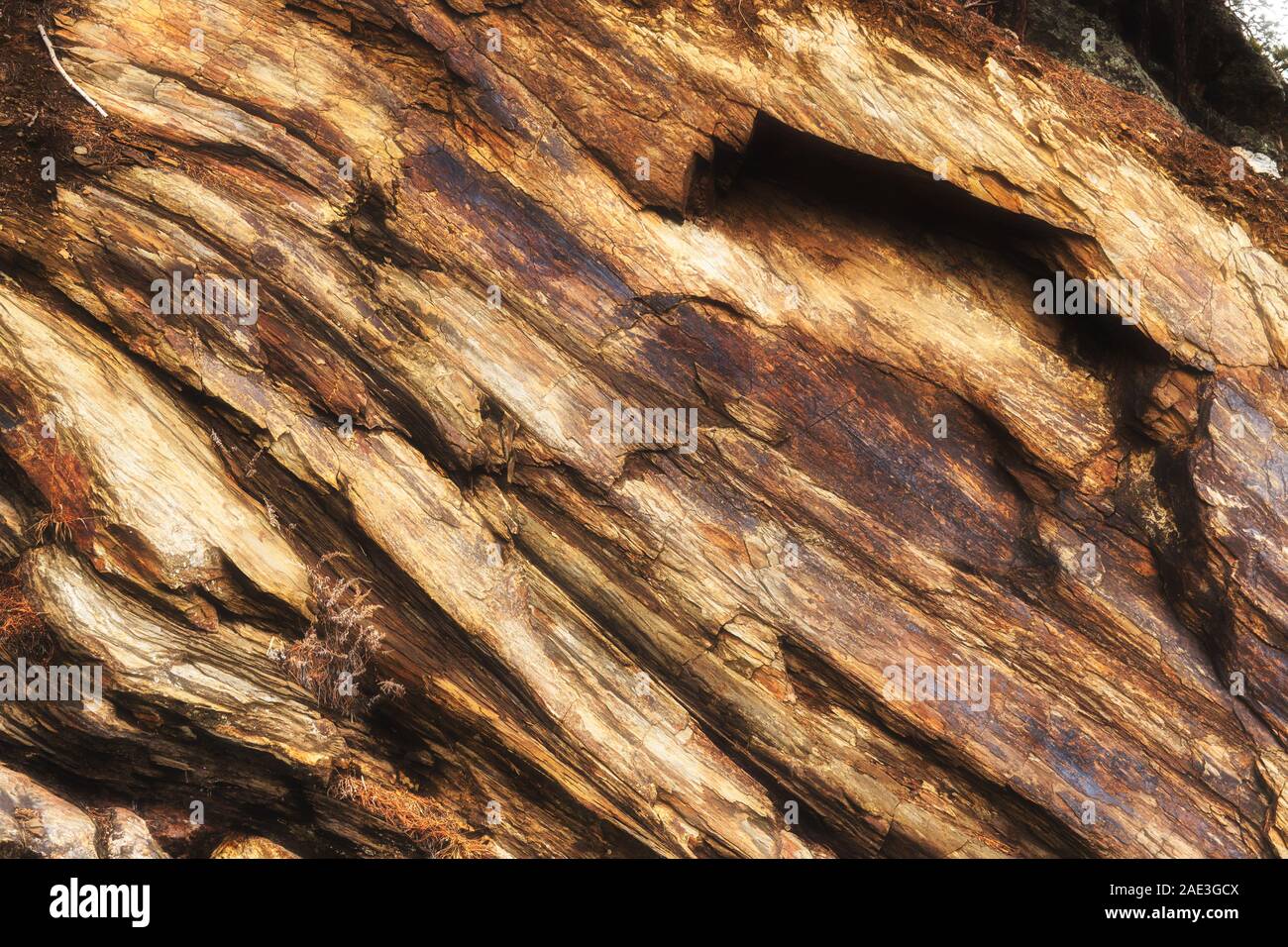 One small tree growing out of a big slab of diagonal running lines of ...