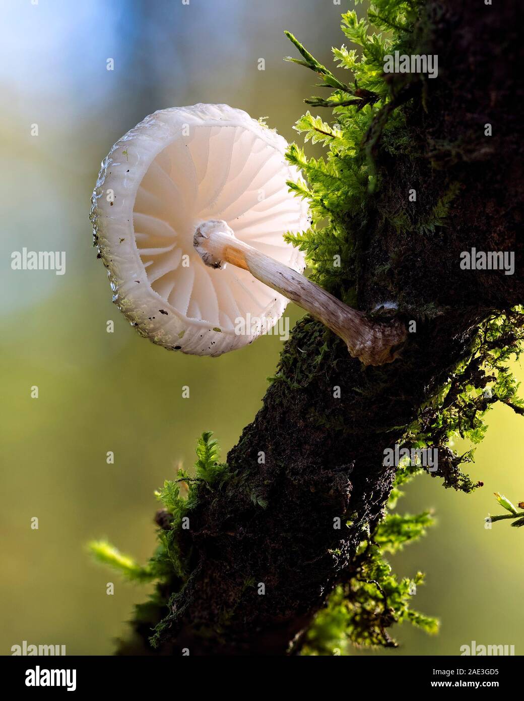 Porcelain fungus (Oudemansiella mucida) growing on beech branch ...