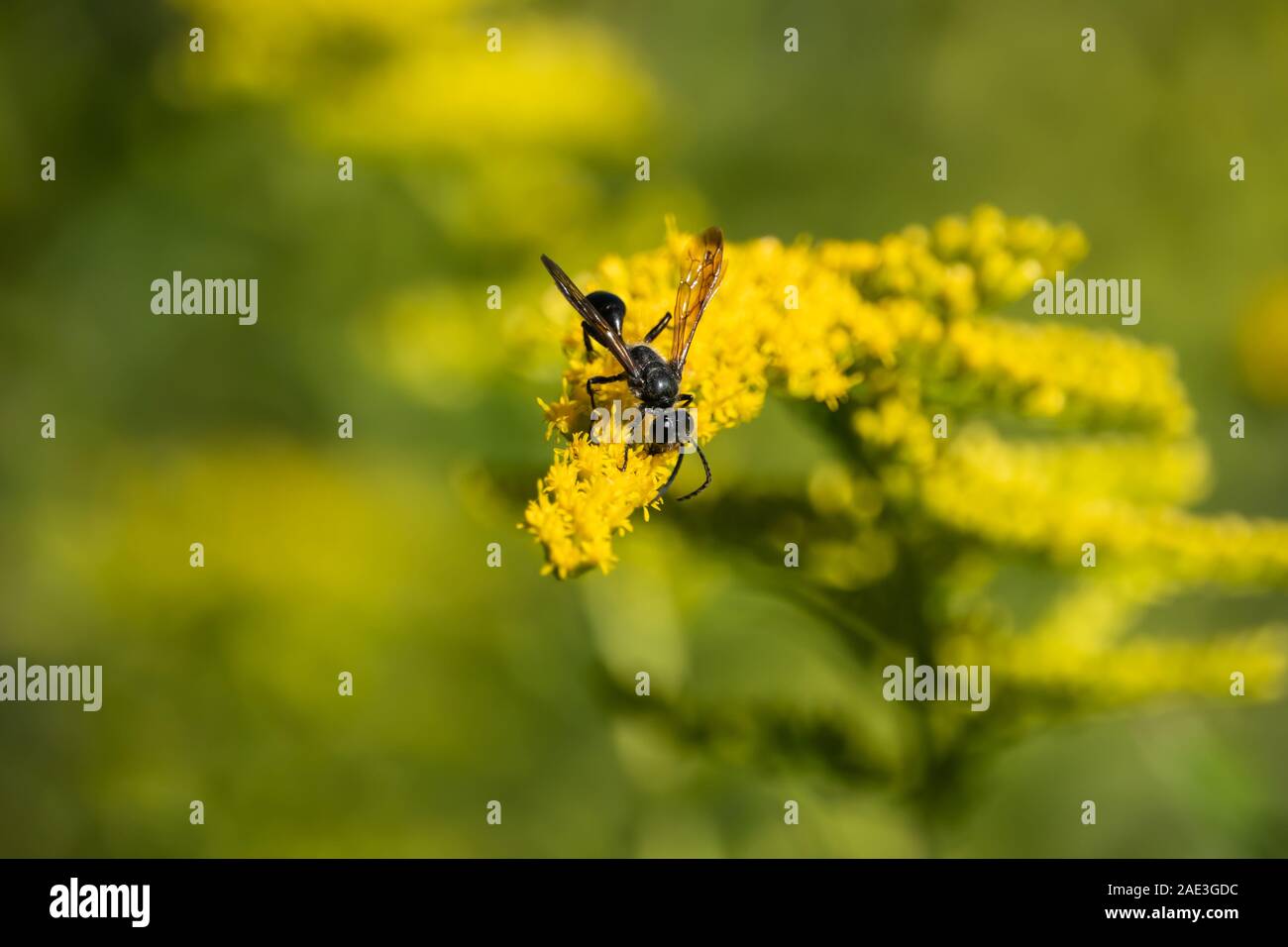 Grass Carrying Wasp on Goldenrod Flowers Stock Photo - Alamy
