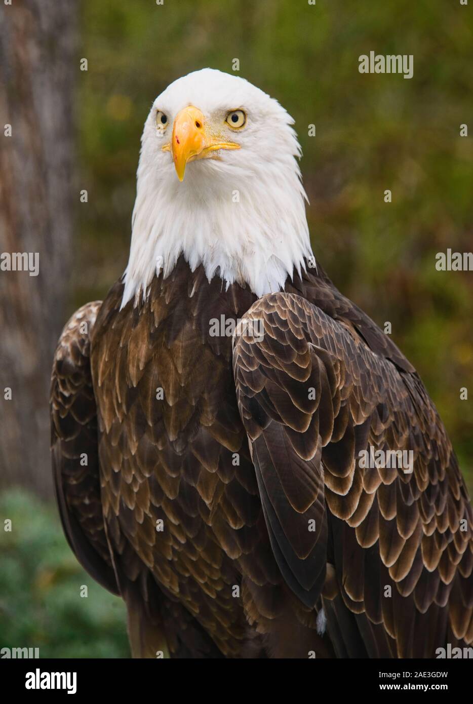 Bald eagle (Haliaeetus leucocephalus), Parque Condor, Otavalo, Ecuador ...