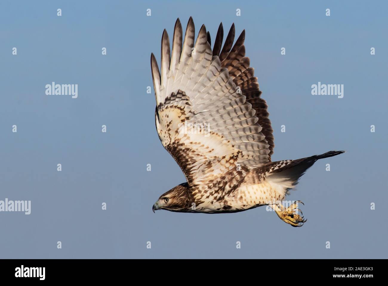 Juvenile Red Tailed Hawk In Flight