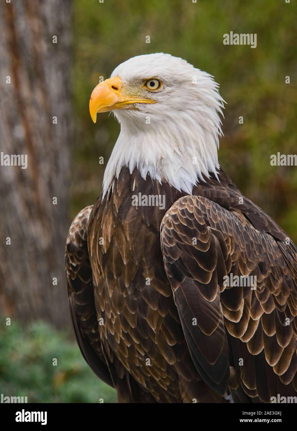 Bald eagle (Haliaeetus leucocephalus), Parque Condor, Otavalo, Ecuador ...