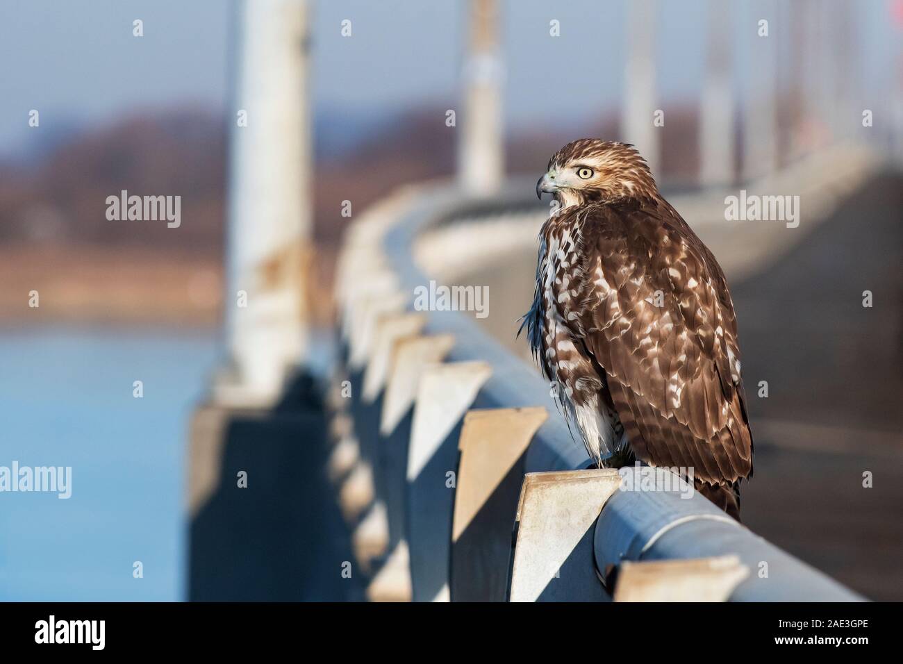 Red tailed hawk perched hi-res stock photography and images - Alamy