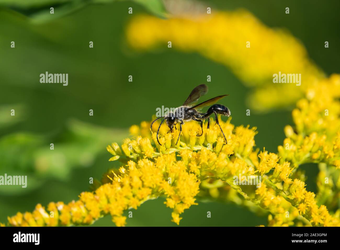 Grass Carrying Wasp on Goldenrod Flowers Stock Photo - Alamy