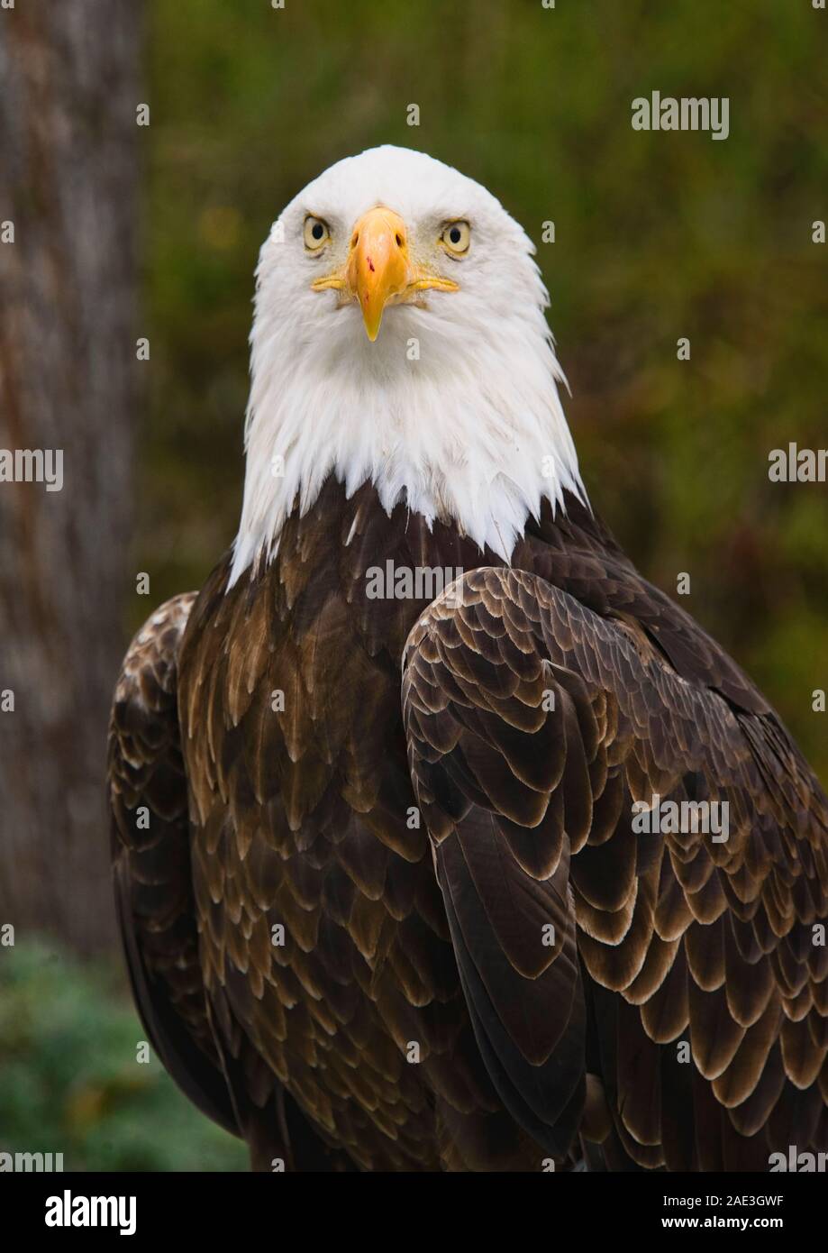 Bald eagle (Haliaeetus leucocephalus), Parque Condor, Otavalo, Ecuador ...