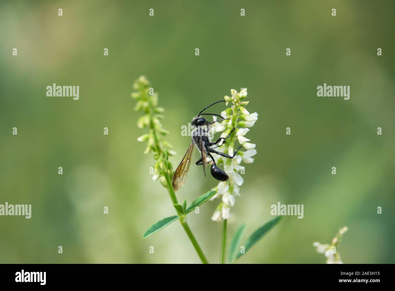Grass Carrying Wasp on Sweet White Clover Flowers Stock Photo - Alamy