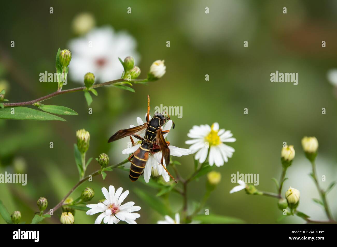 American Paper Wasp High Resolution Stock Photography and Images - Alamy