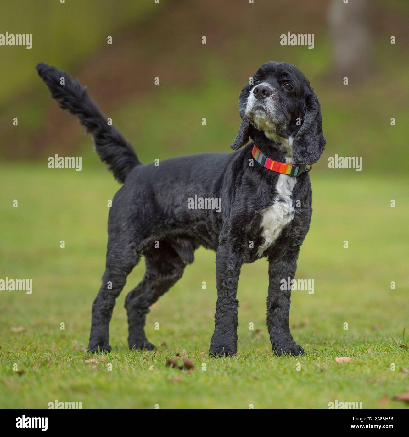 american cocker spaniel Stock Photo - Alamy