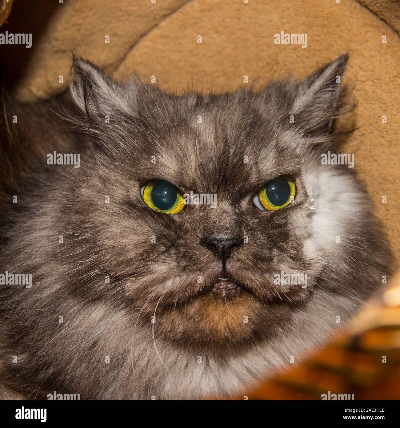 angry persian cat Stock Photo - Alamy