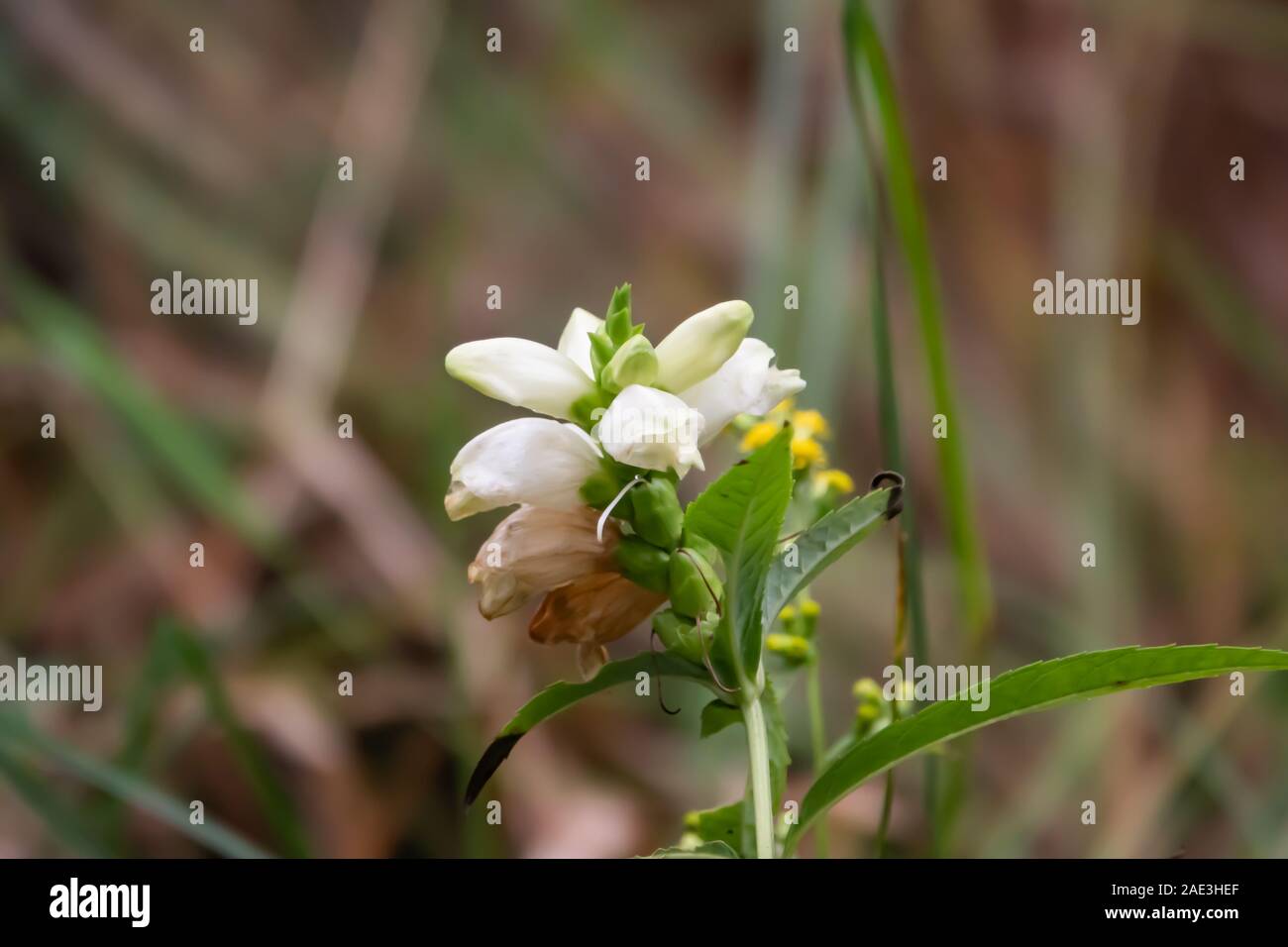 White turtlehead flower hi-res stock photography and images - Alamy