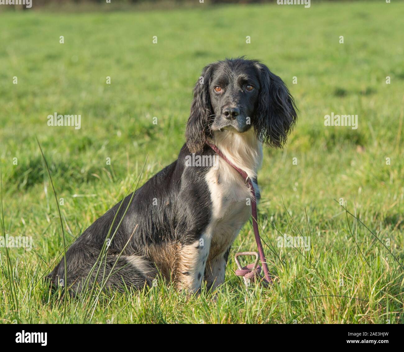 english springer spaniel on peg shooting Stock Photo - Alamy