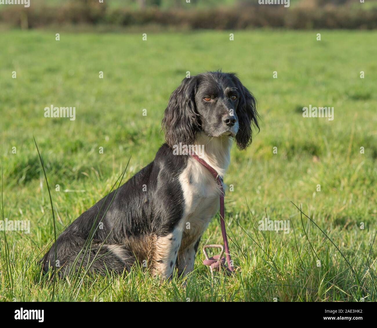 english springer spaniel on peg shooting Stock Photo - Alamy